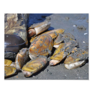 Shellfish Posters & Photo Prints | Zazzle AU