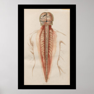 Spinal Cord Posters & Photo Prints | Zazzle AU