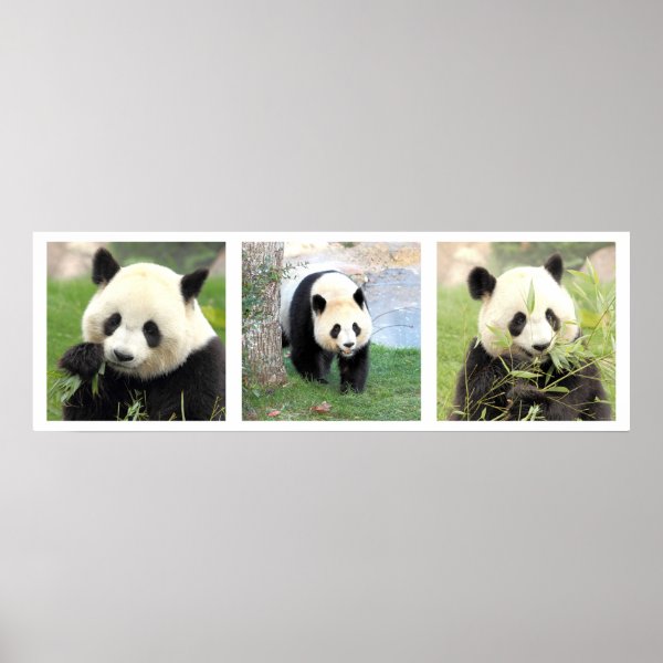 Panda Posters & Photo Prints | Zazzle AU