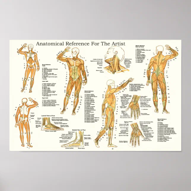 Anatomical Reference for Artists Muscles Poster | Zazzle