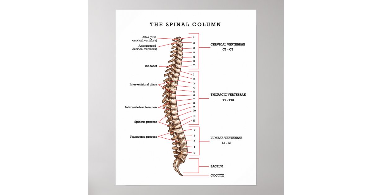 Anatomical Spinal Column Chart Chiropractic Office | Zazzle