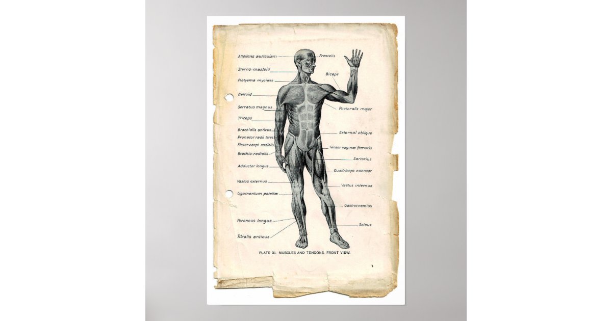 Anatomy Anterior Poster | Zazzle