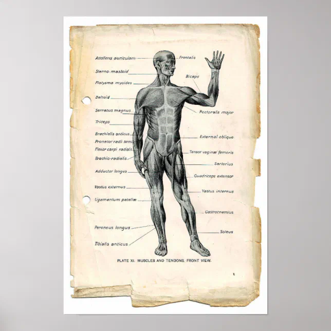 Anatomy Anterior Poster | Zazzle