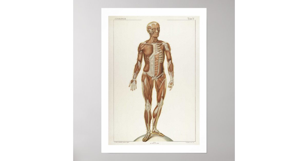 Anatomy Anterior Poster | Zazzle