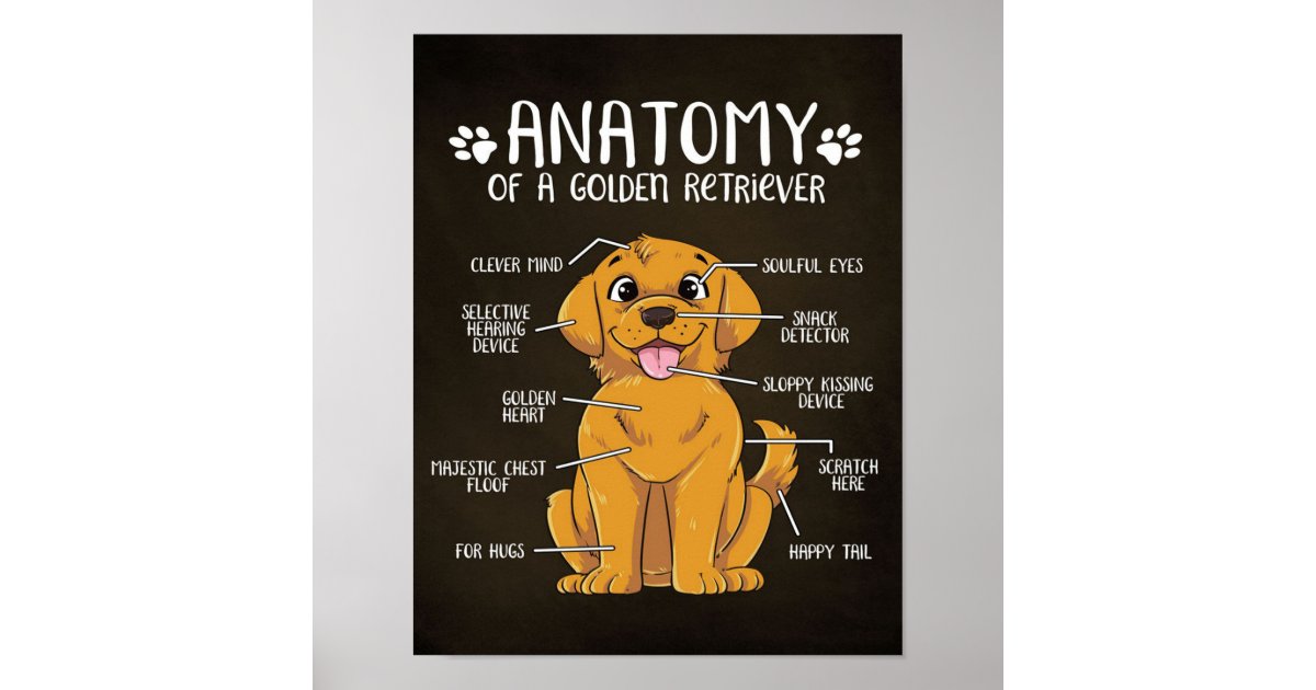 Anatomy Golden Retriever | Golden Retriever Lover Poster | Zazzle