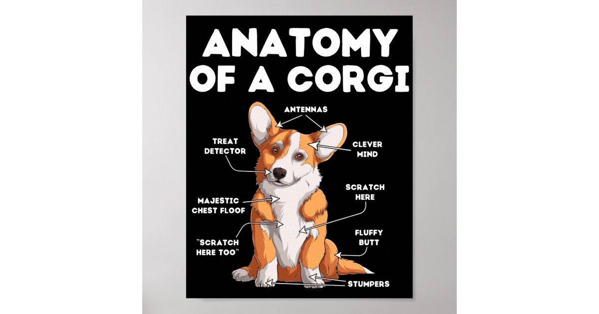 Anatomy of a Corgi Poster | Zazzle