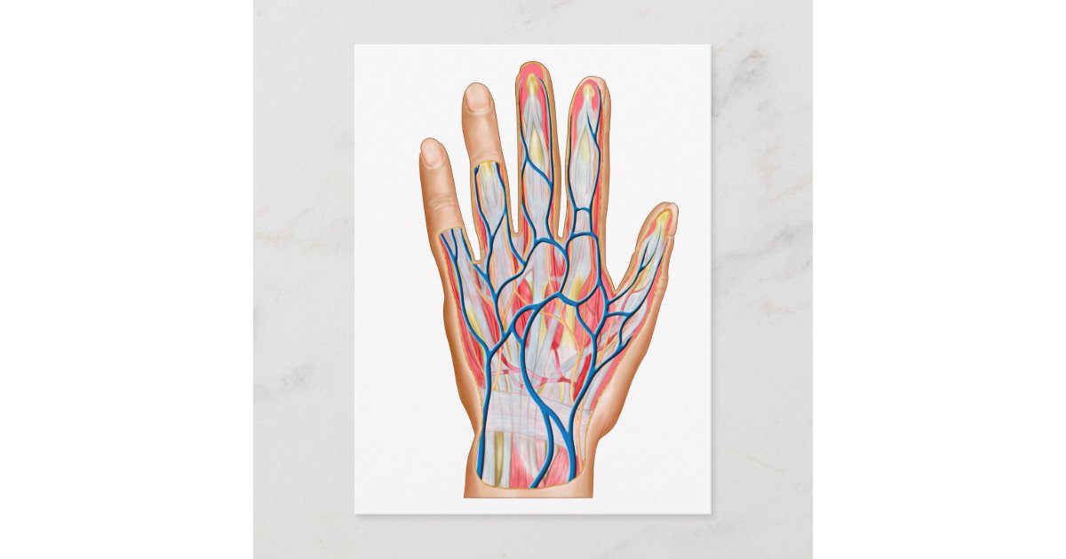 Anatomy Of Back Of Human Hand Postcard | Zazzle