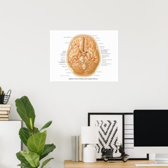 Vintage Anatomy Poster Overview Of The 12 Cranial Nerves, 50% OFF