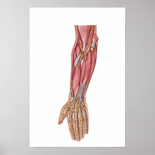 Forearm Posters & Photo Prints | Zazzle AU