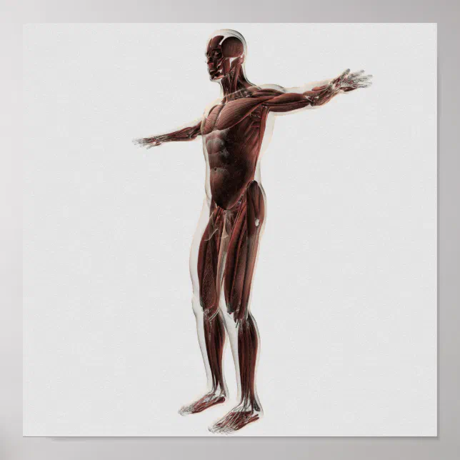 Anatomy Of Male Muscular System, Side View 2 Poster | Zazzle
