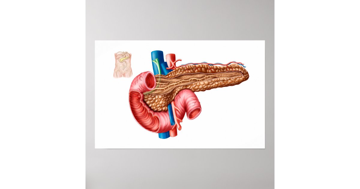 Anatomy Of Pancreas Poster | Zazzle