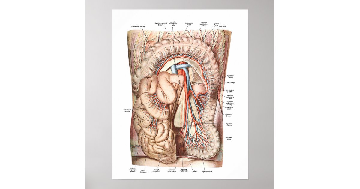 Anatomy of the Abdomen Poster | Zazzle