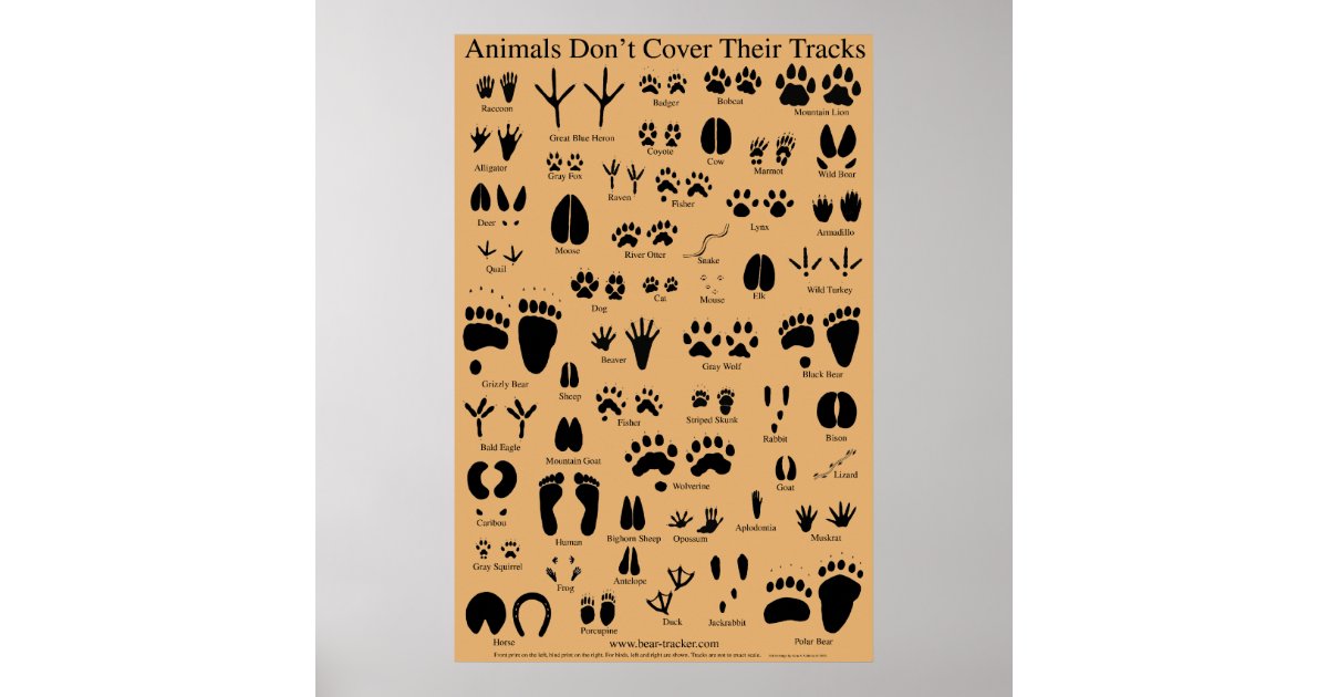 Animal Tracks Poster | Zazzle