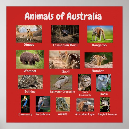 Animals of Australia Poster | Zazzle.com.au