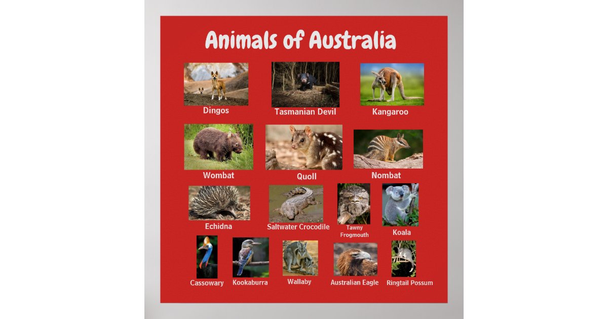 Animals of Australia Poster | Zazzle
