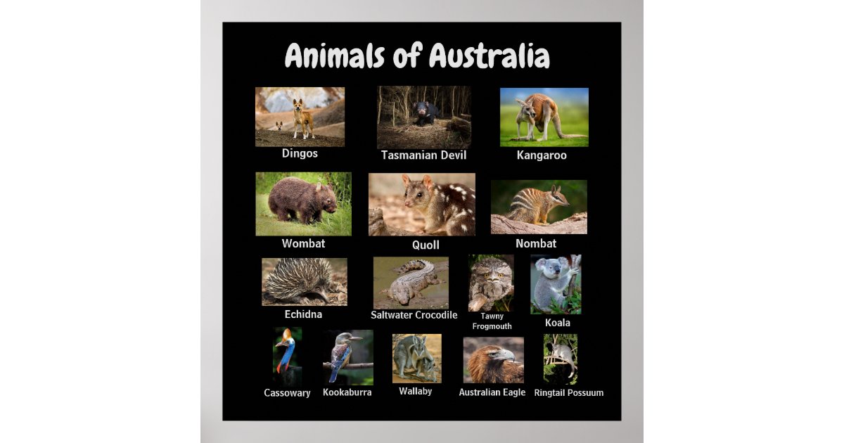 Animals of Australia Poster | Zazzle