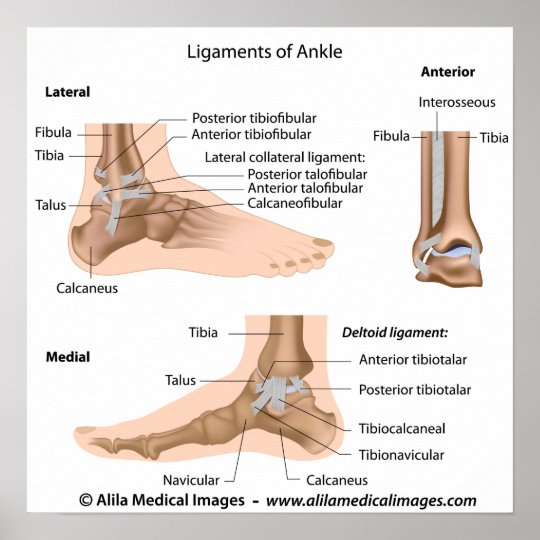 Ankle ligaments, labelled drawing. poster | Zazzle.com.au