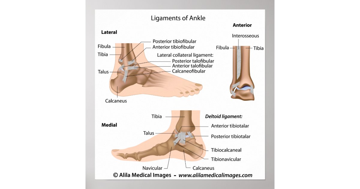 Ankle ligaments, labelled drawing. poster | Zazzle