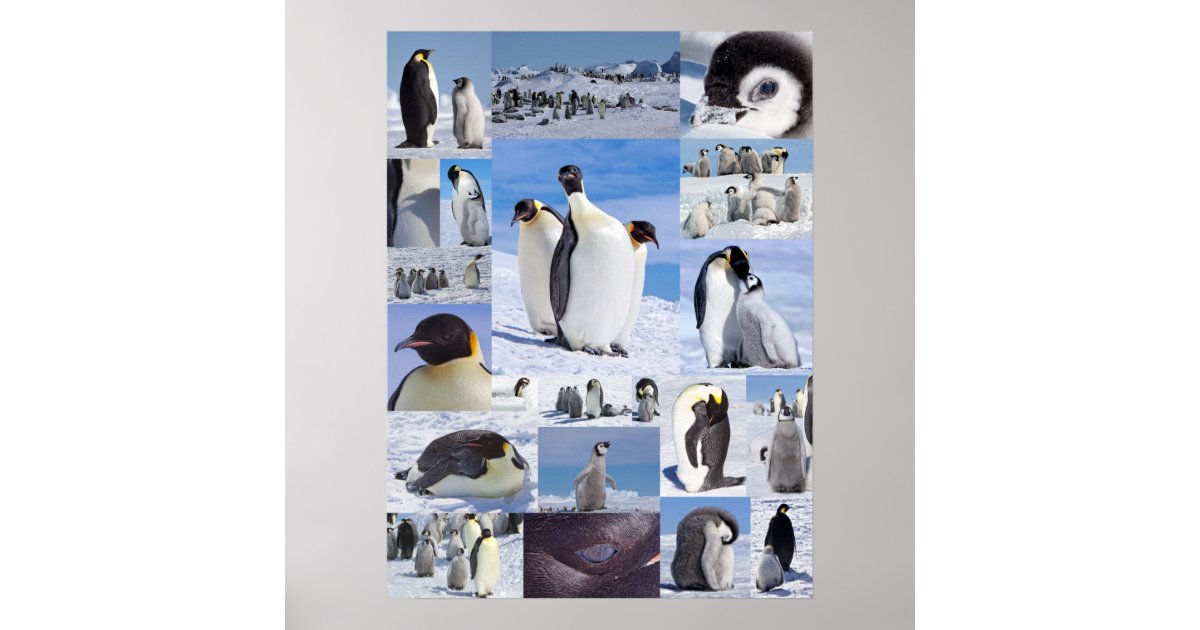 Antarctic Emperor Penguin Collage Poster | Zazzle