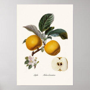 Vintage Apple Fruit Posters & Photo Prints | Zazzle AU