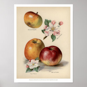 Vintage Apple Fruit Posters & Photo Prints | Zazzle AU