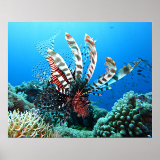 Aquatic Posters | Zazzle.com.au