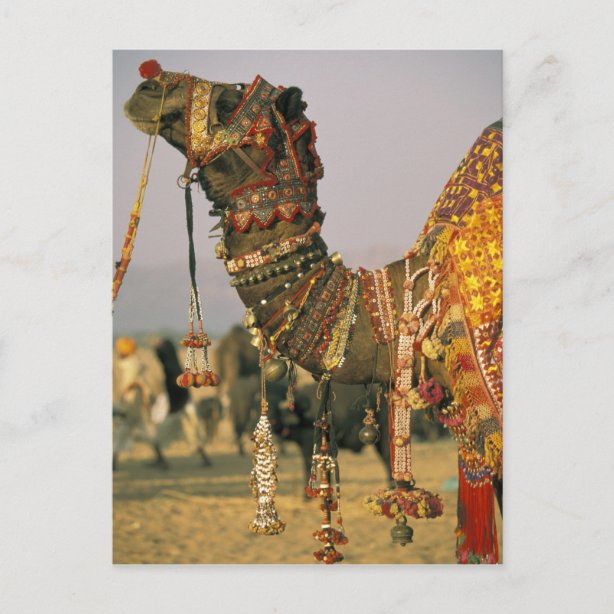 India Postcards | Zazzle AU