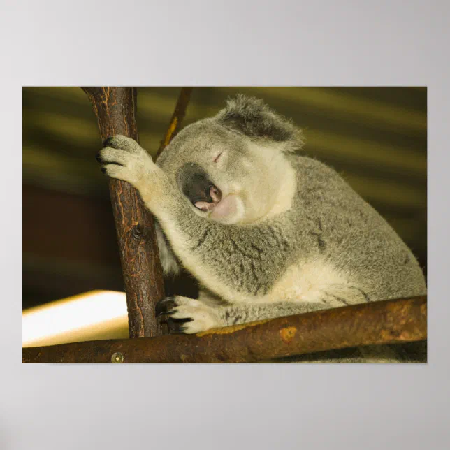 Australia, Queensland, Brisbane. Fig Tree Poster | Zazzle