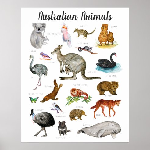 Australian Art & Wall Décor | Zazzle.com.au