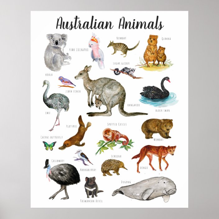 Australian Animals | Education Learning Classroom Poster | Zazzle.com.au