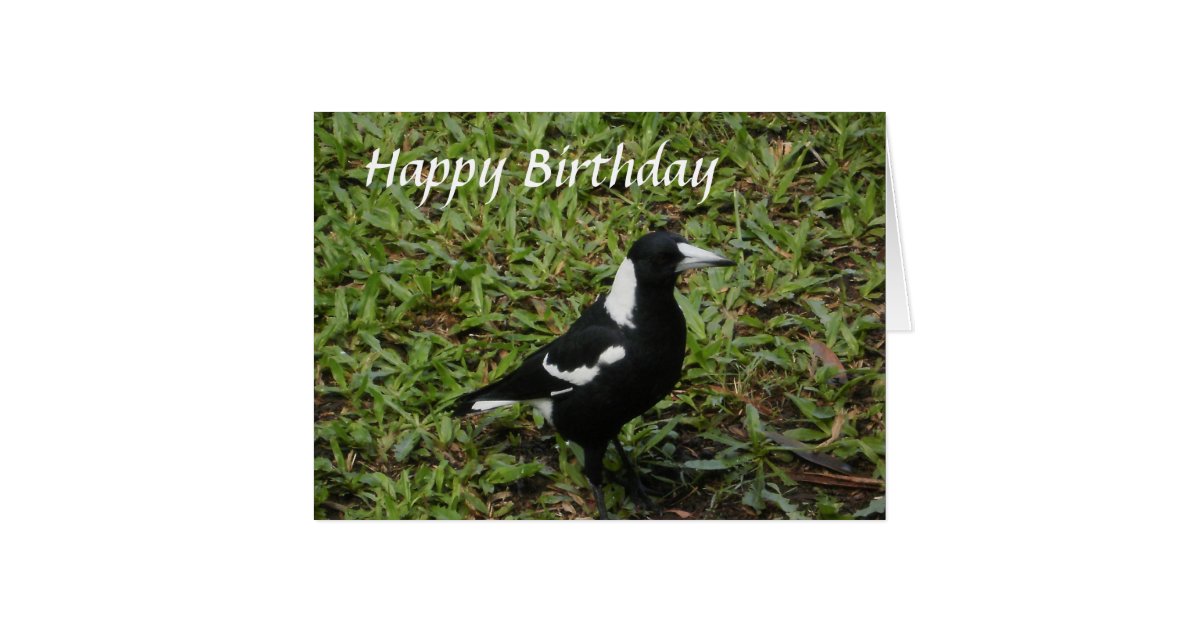 Australian Magpie Happy Birthday Card | Zazzle.com.au