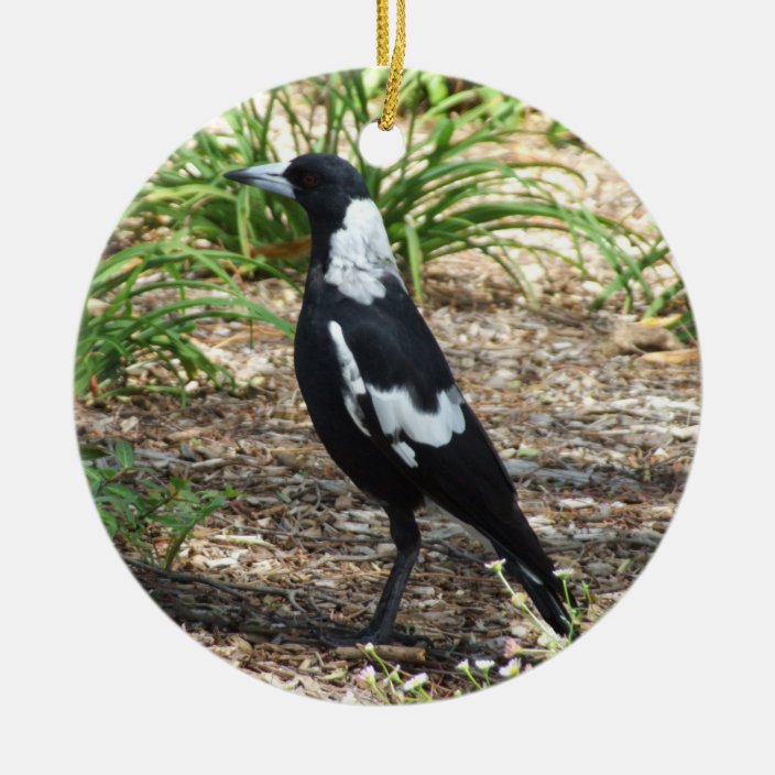 Australian Magpie Ornament | Zazzle.com.au
