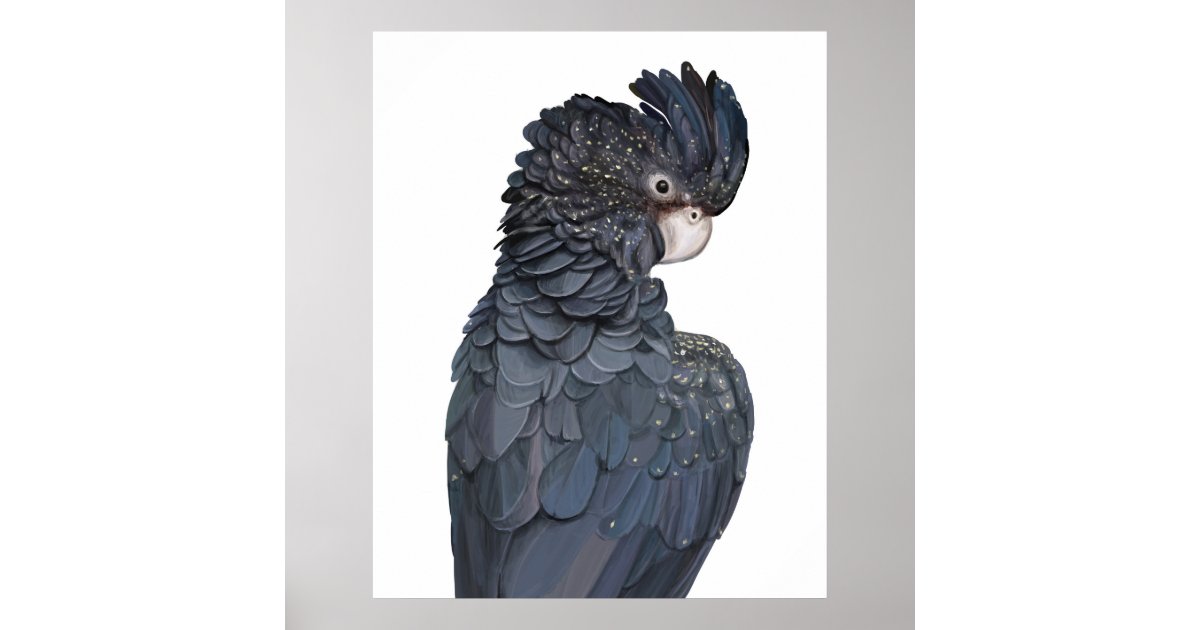 Australian Red-Tailed Black Cockatoo Poster | Zazzle