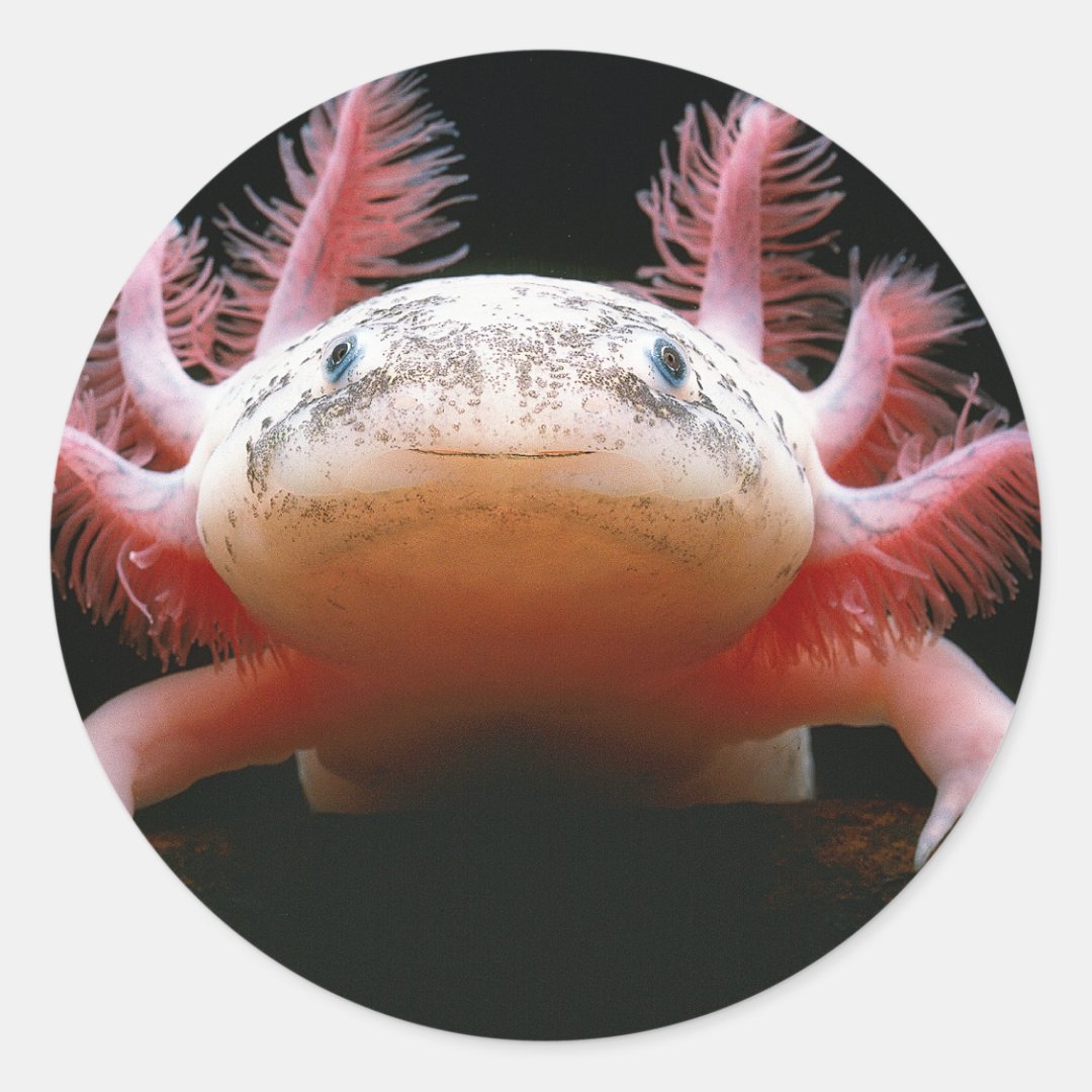 Axolotl Axolotl.png Classic Round Sticker | Zazzle
