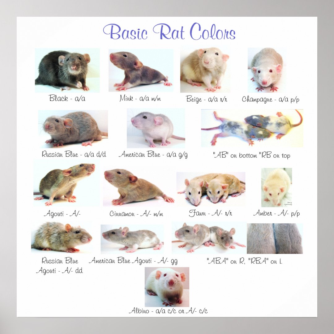 Basic Rat Colours Poster | Zazzle