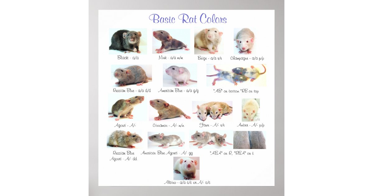 Basic Rat Colours Poster | Zazzle