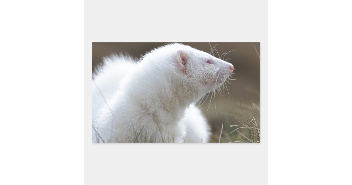 Beautiful Albino Ferret Rectangular Sticker | Zazzle