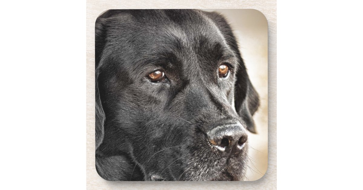 Beautiful Black Labrador Retriever dog design Coaster | Zazzle