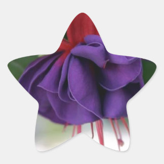 Fuchsia Stickers | Zazzle.com.au