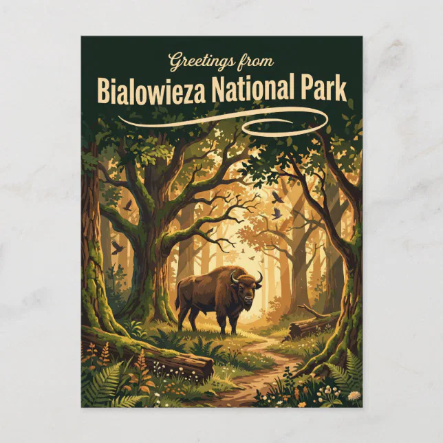 Bialowieza National Park Poland Postcard | Zazzle