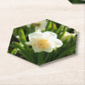 Big white daffodils on a spring day paper coaster | Zazzle