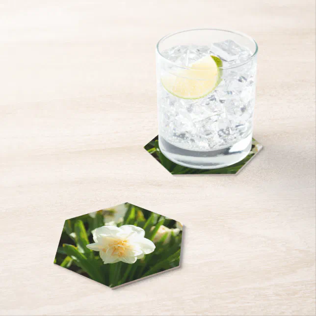 Big white daffodils on a spring day paper coaster | Zazzle