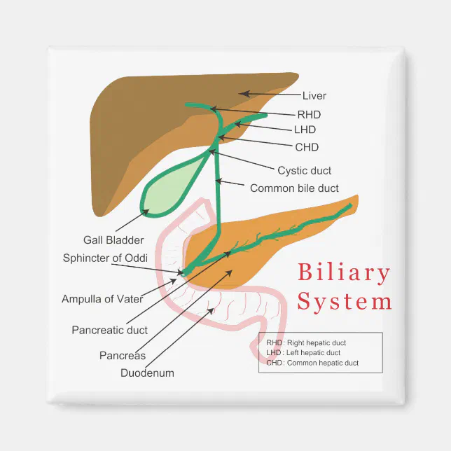 Biliary System Diagram Chart Bile Duct Magnet | Zazzle