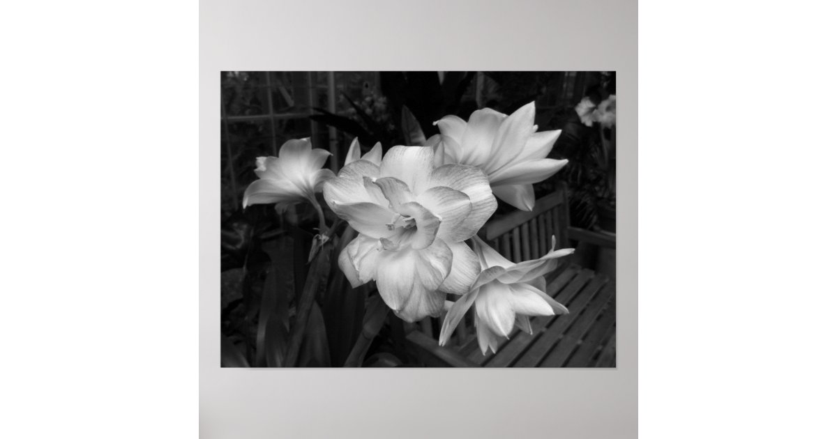 Black And White Floral Photograph Poster | Zazzle