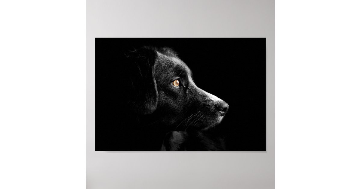 black labrador retriever poster | Zazzle