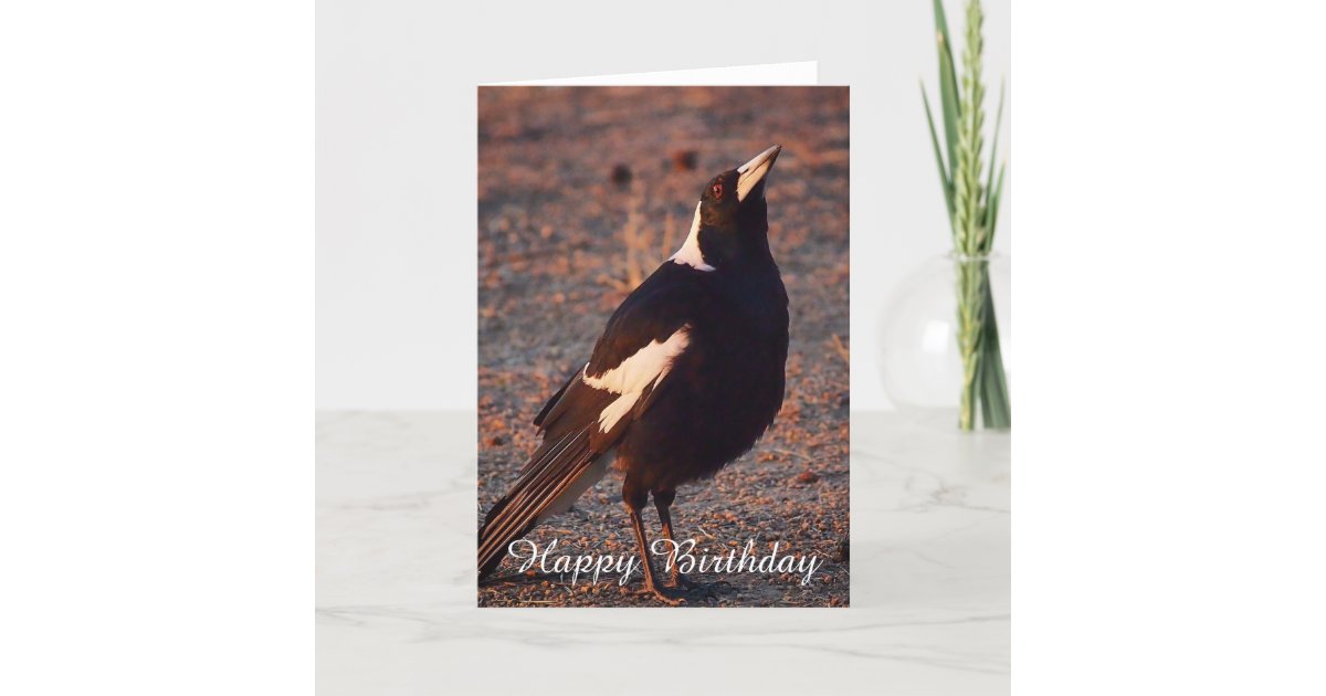 Blank birthday card - Australian Magpie | Zazzle.com.au