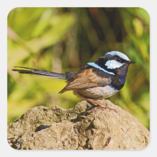 Blue Wren Gifts on Zazzle AU