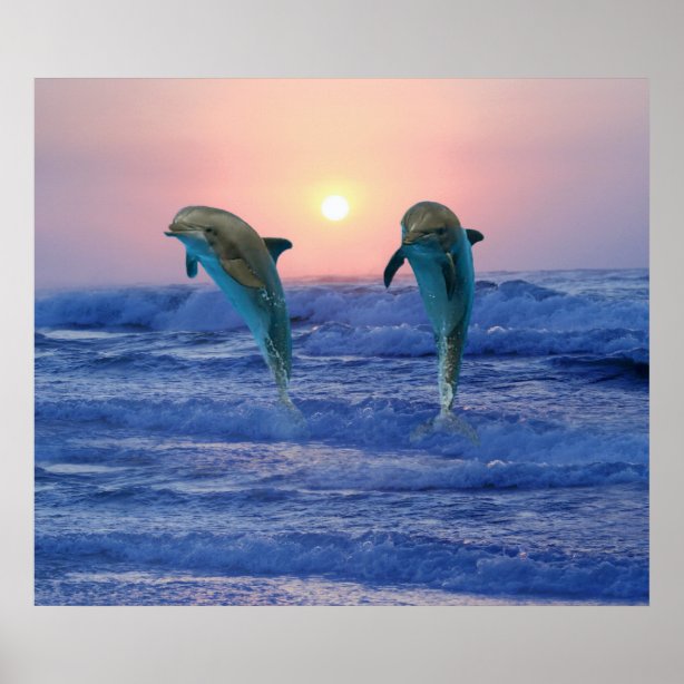 Dolphin Posters & Photo Prints | Zazzle AU
