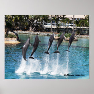 Dolphin Posters & Photo Prints | Zazzle AU