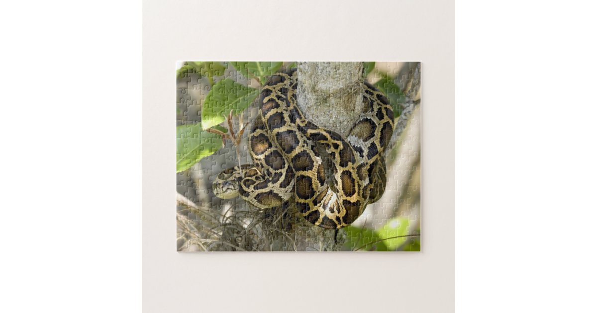 Burmese Python Snake Jigsaw Puzzle | Zazzle